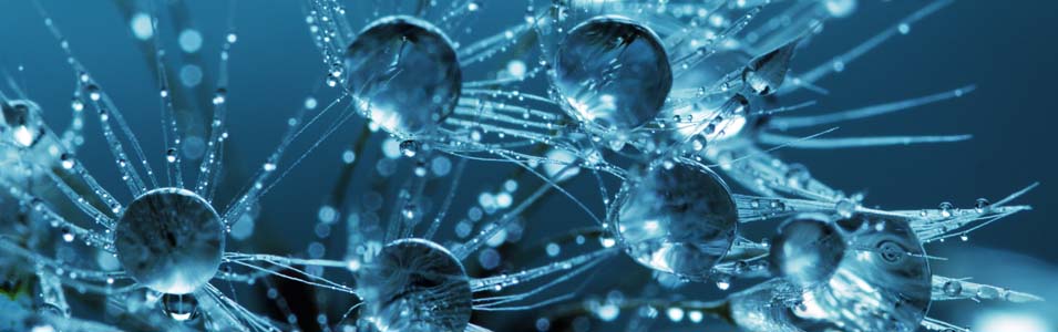 Advies over macrofotografie | Cameranu